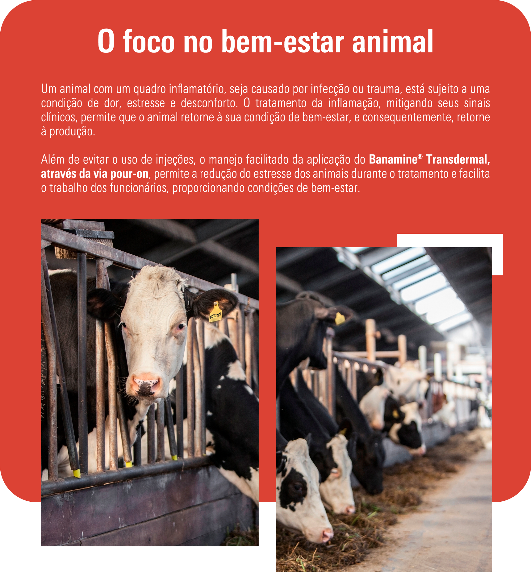 BANAMINE TRANSDERMAL - MSD Saúde Animal Brasil