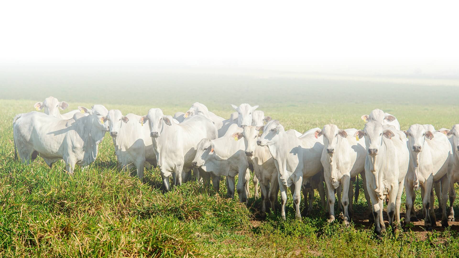 Borgal - MSD Saúde Animal Brasil